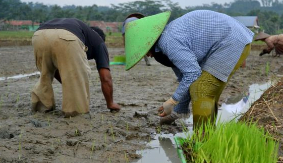 Begini Cara Menanam Padi Yang Baik Hasil Melimpah